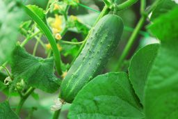 Le concombre - Fiche légume, valeurs nutritionnelles, calories