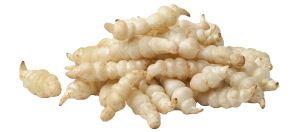 Le crosne - Fiche légume ancien, valeurs nutritionnelles, calories