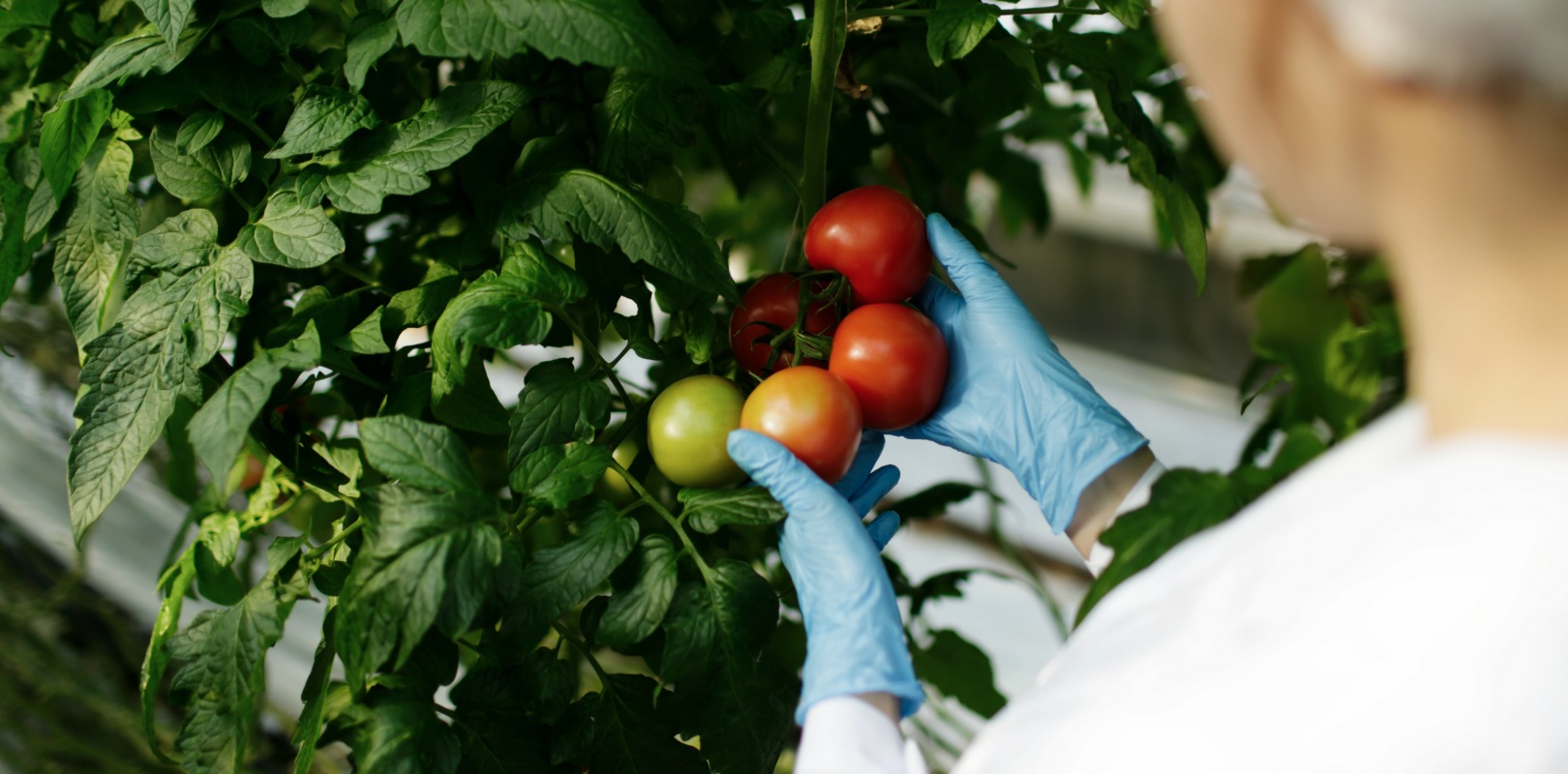 Varietal Improvement and GMOs | Louis Bonduelle Foundation