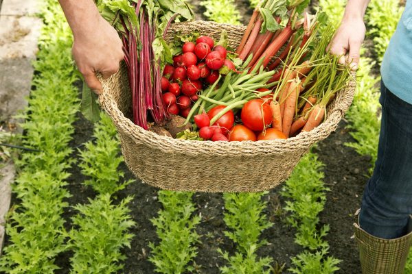 Tout savoir sur le marché des légumes au Québec | Fondation Louis Bonduelle