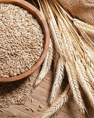 Le seigle : origine, variétés et effets santé | Fondation Bonduelle
