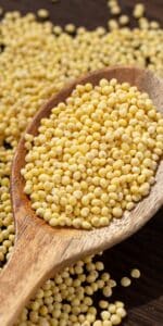 Le millet : origine, variétés et effets santé | Fondation Bonduelle